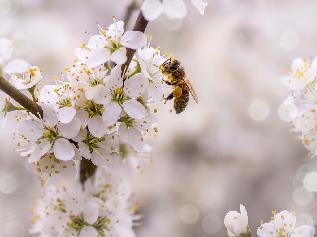 The Disappearing Bee and Devastated Hives